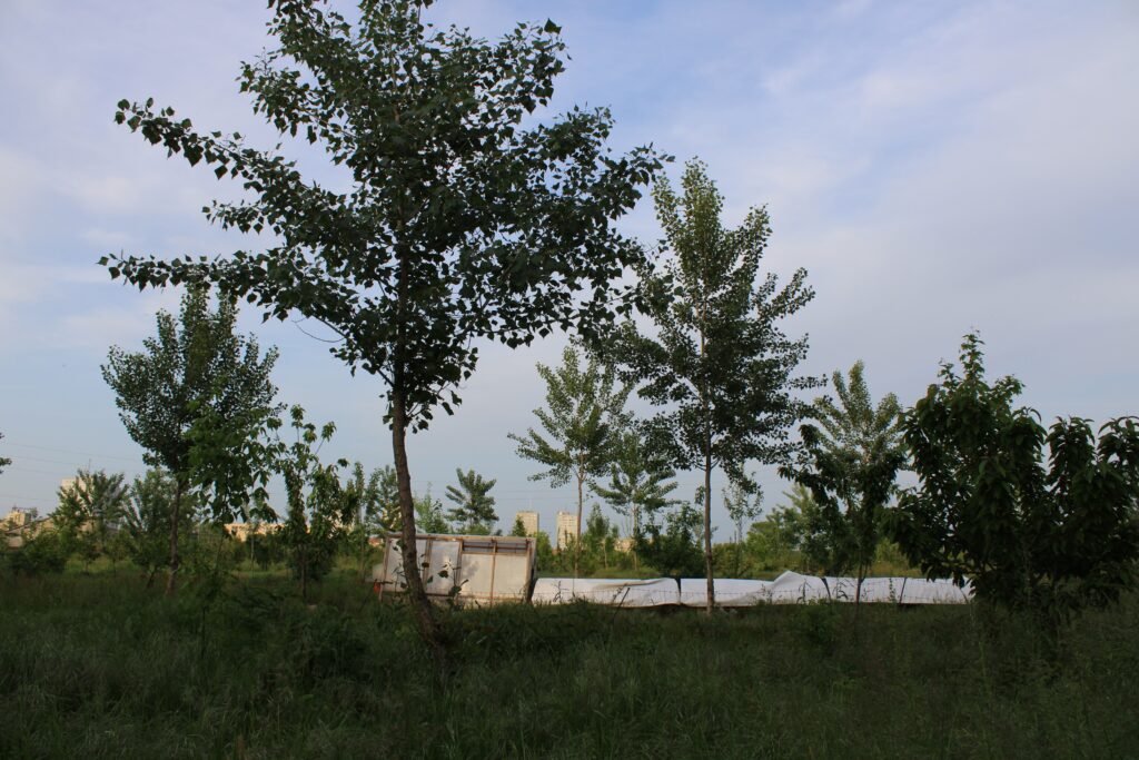 Mani Tese and Soulfood Forestfarms: a new collaboration for ...
